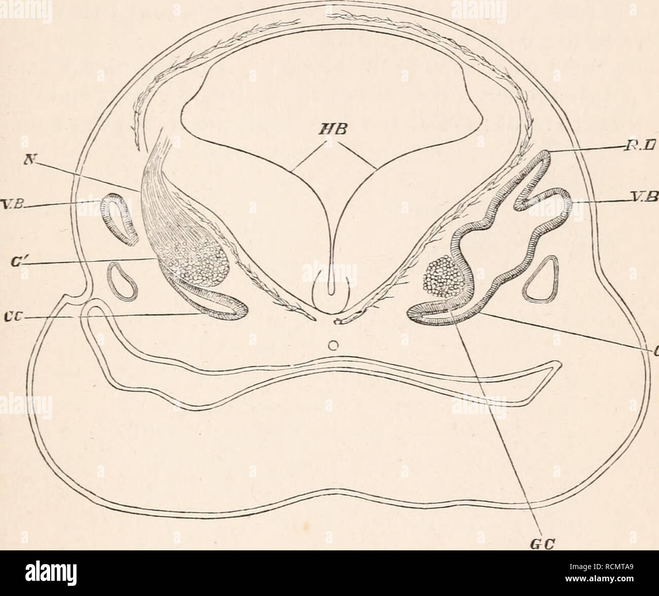 . The elements of embryology. Chickens -- Embryos. â¼â ] THE MEMBRANOUS ...