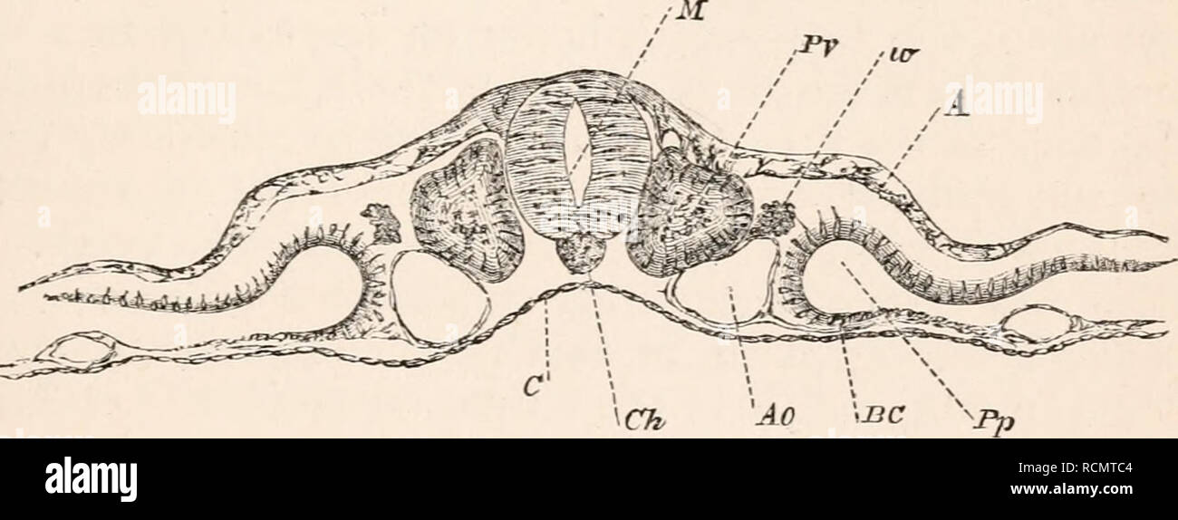 . The elements of embryology. Chickens -- Embryos. III.] THE ...