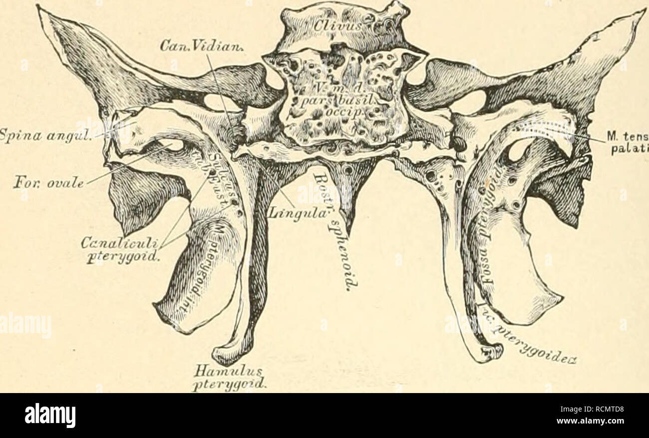 Anatomie des knochens hi-res stock photography and images - Alamy
