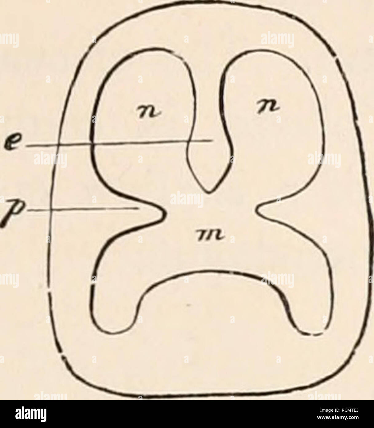 . The elements of Embryology. Embryology. XJI.] THE TEETH. 421 Fig. 141 ...