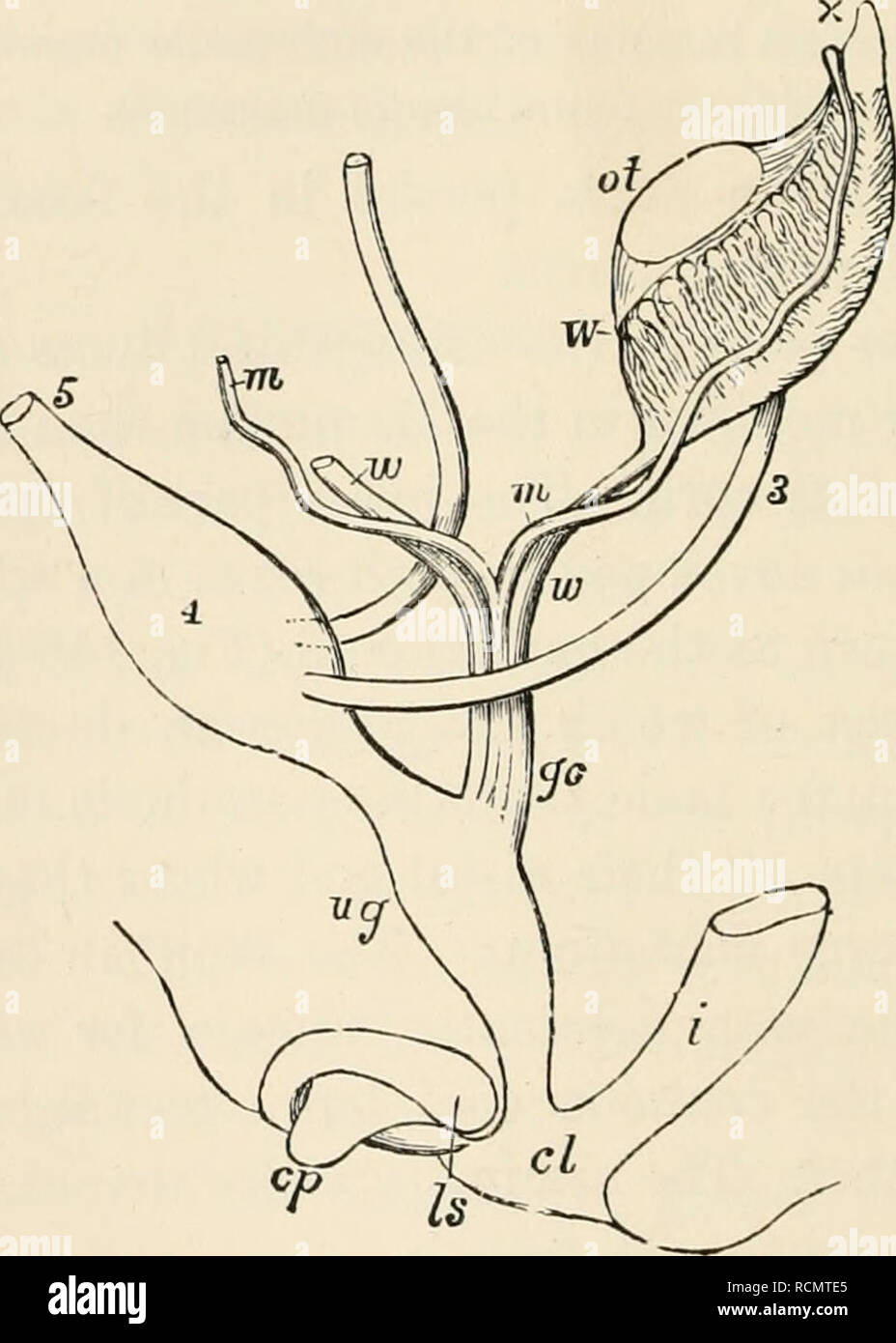 . The elements of Embryology. Embryology. 416 DEVELOPMENT OF ORGANS IN ...