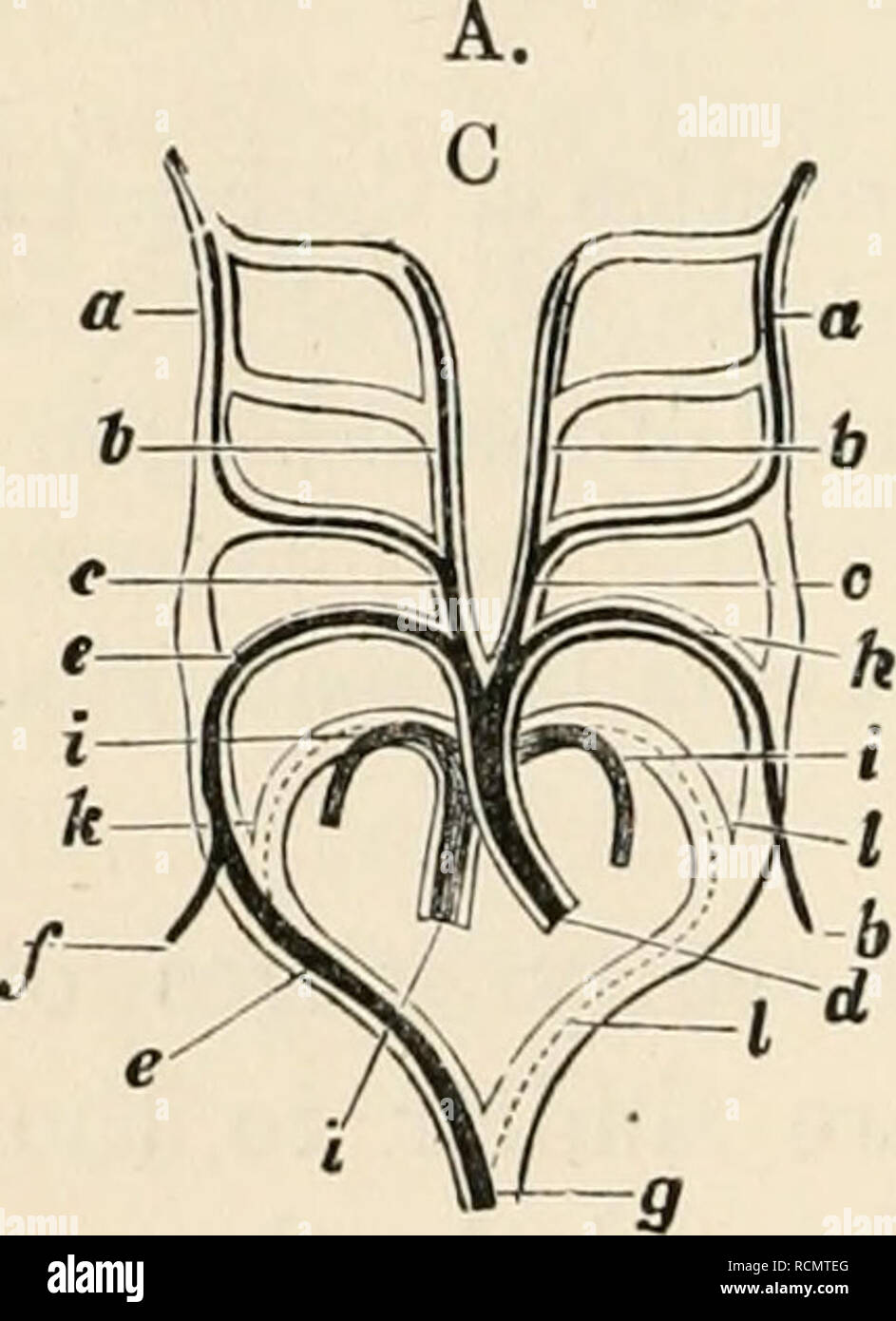 Embryology Of Man And Mammals High Resolution Stock Photography and ...