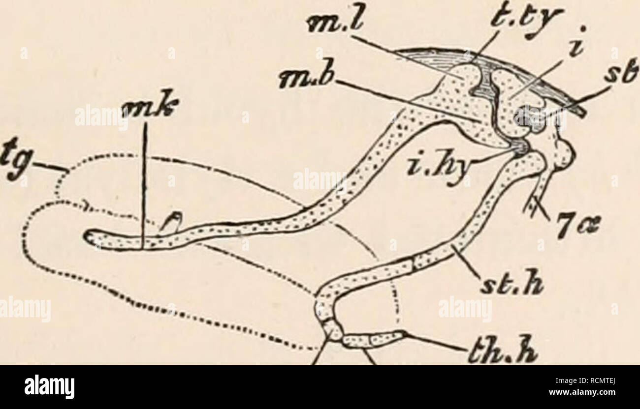 Mandibular features hi-res stock photography and images - Alamy