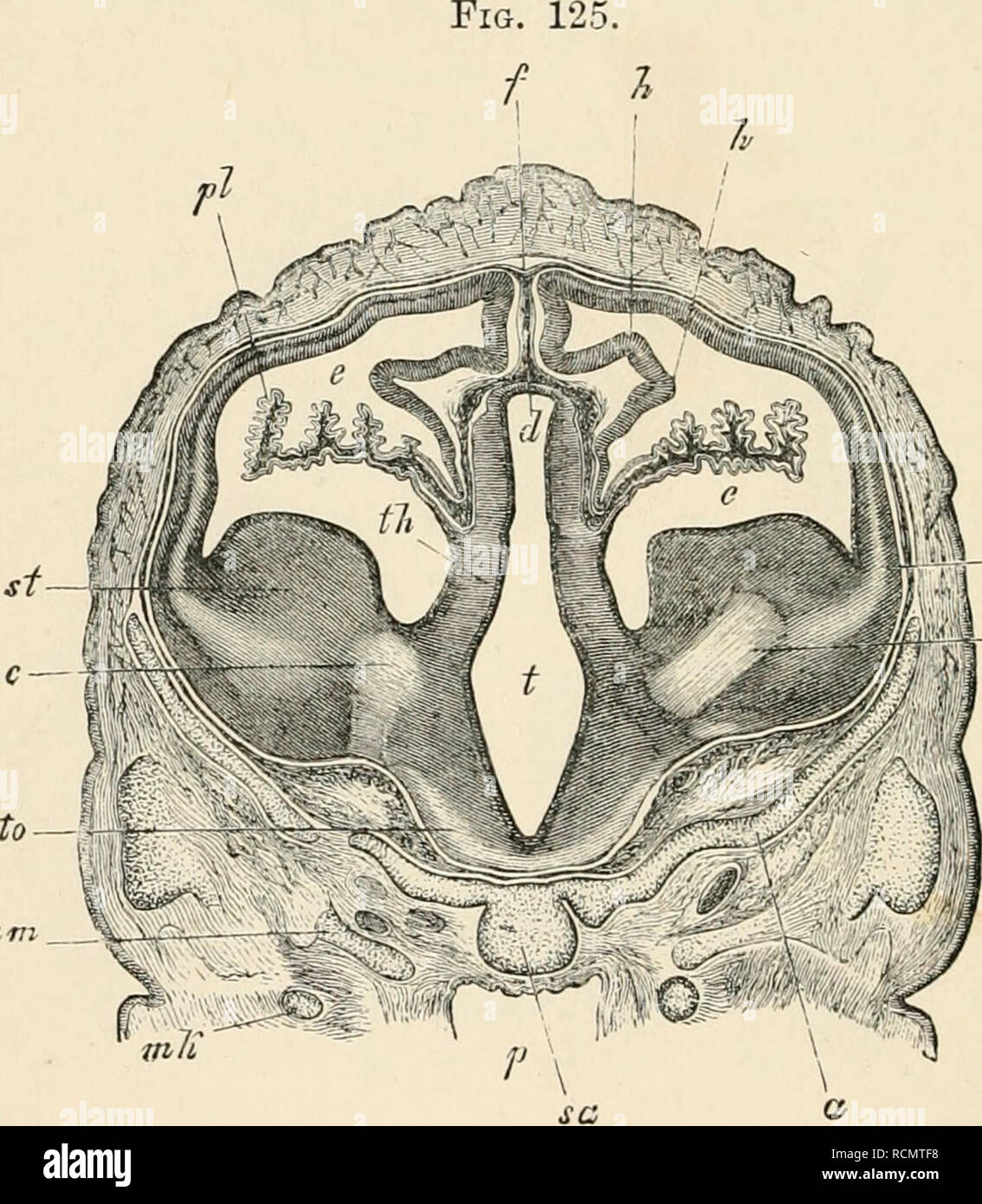 . The elements of Embryology. Embryology. 382 DEVELOPMENT OF ORGANS IN ...