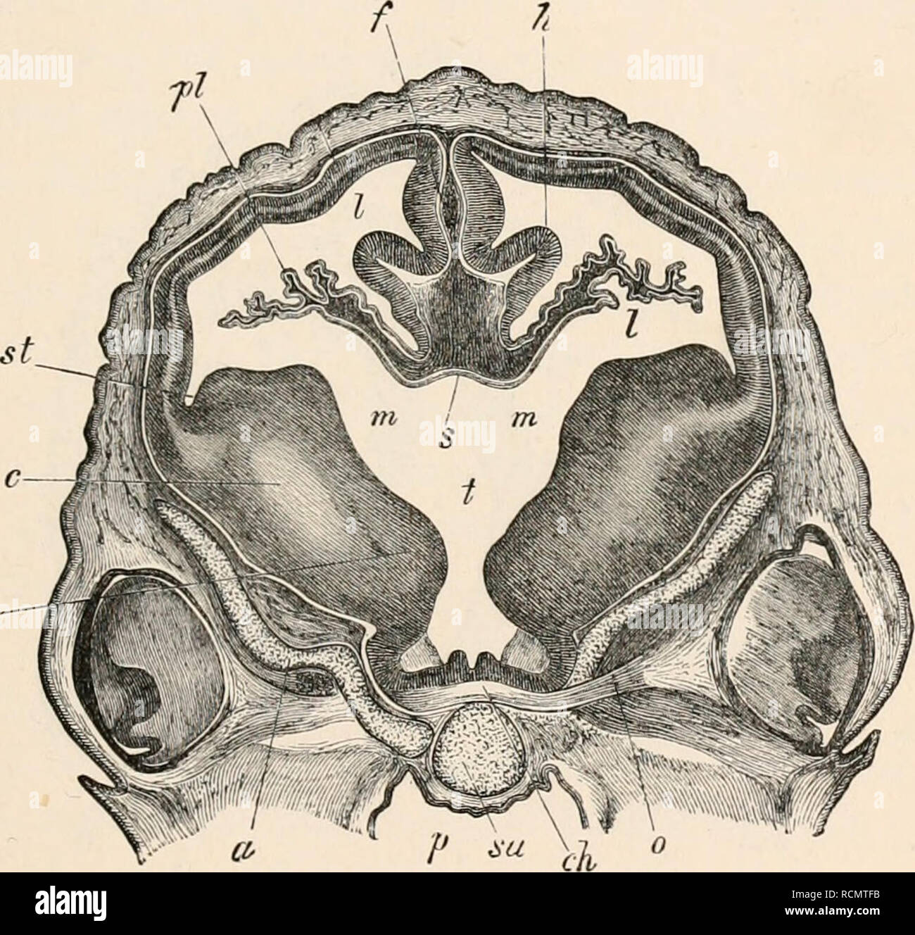 . The elements of Embryology. Embryology. XII.] THE CEREBRAL ...