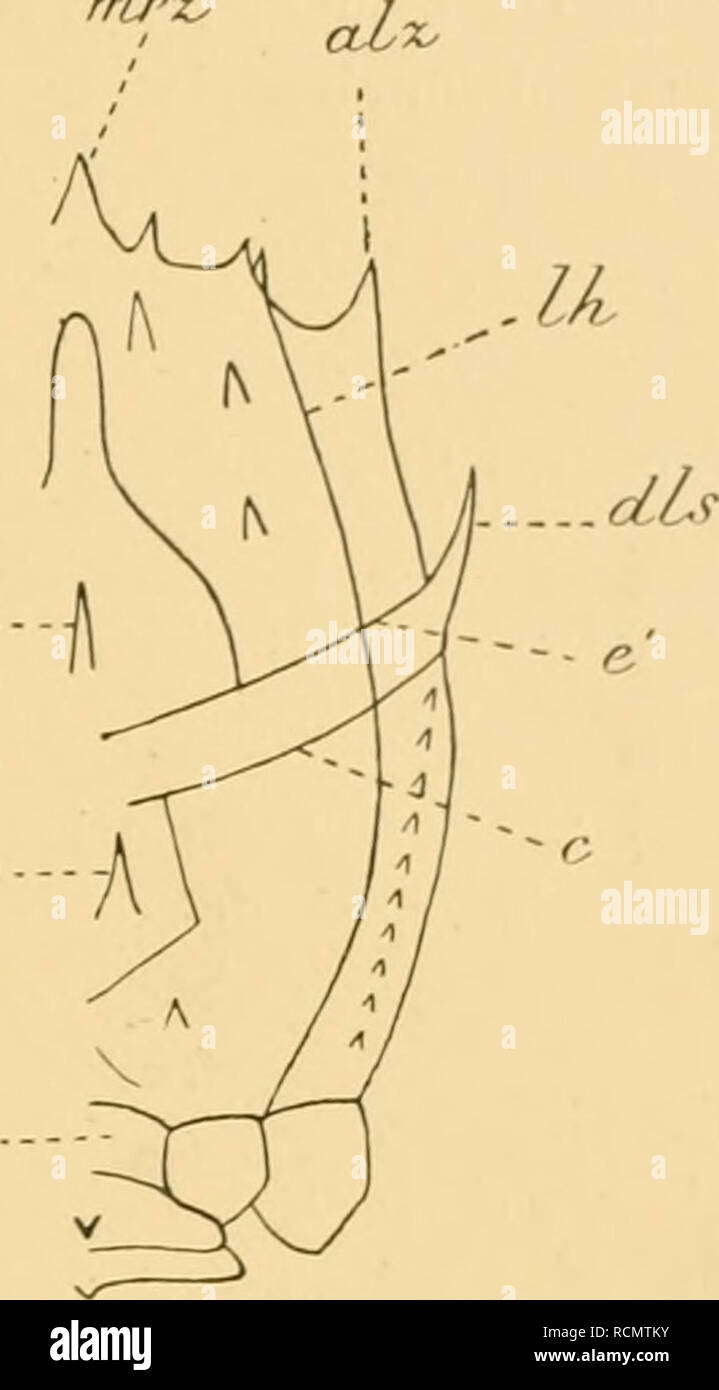 . Die Decapoda Brachyura der Siboga-Expedition. Siboga Expedition; Decapoda (Crustacea); Crabs ...