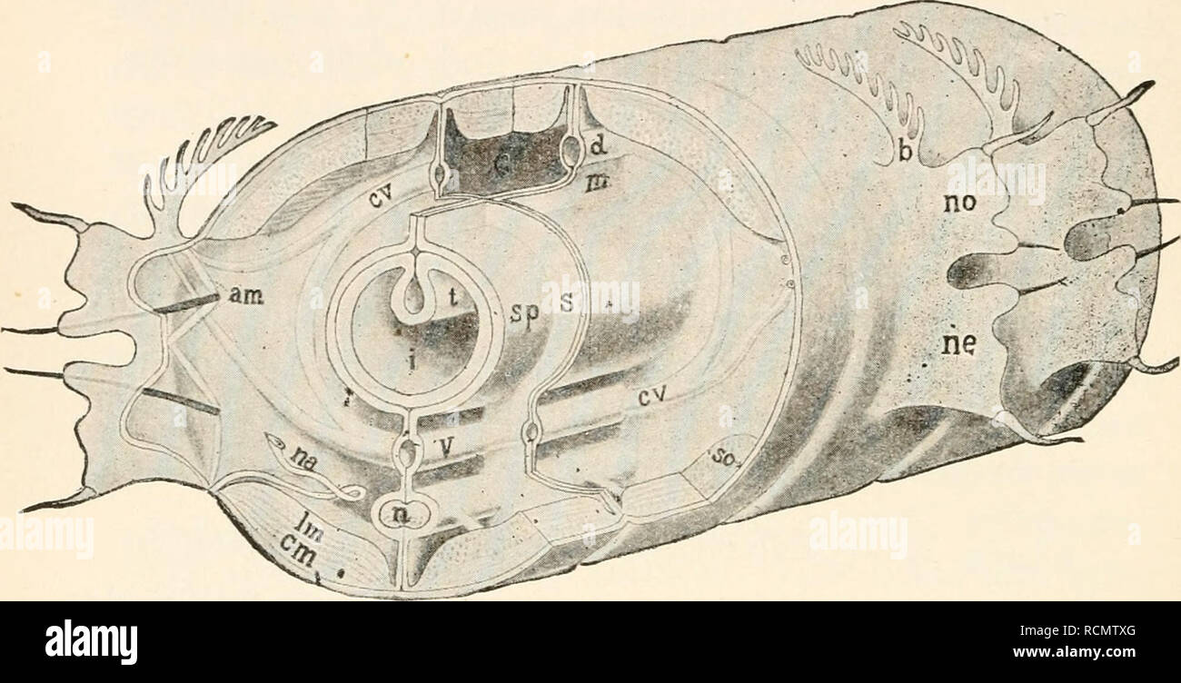. Elements of comparative zoology. Zoology. 184 SYSTEMATIC ZOOLOGY ...