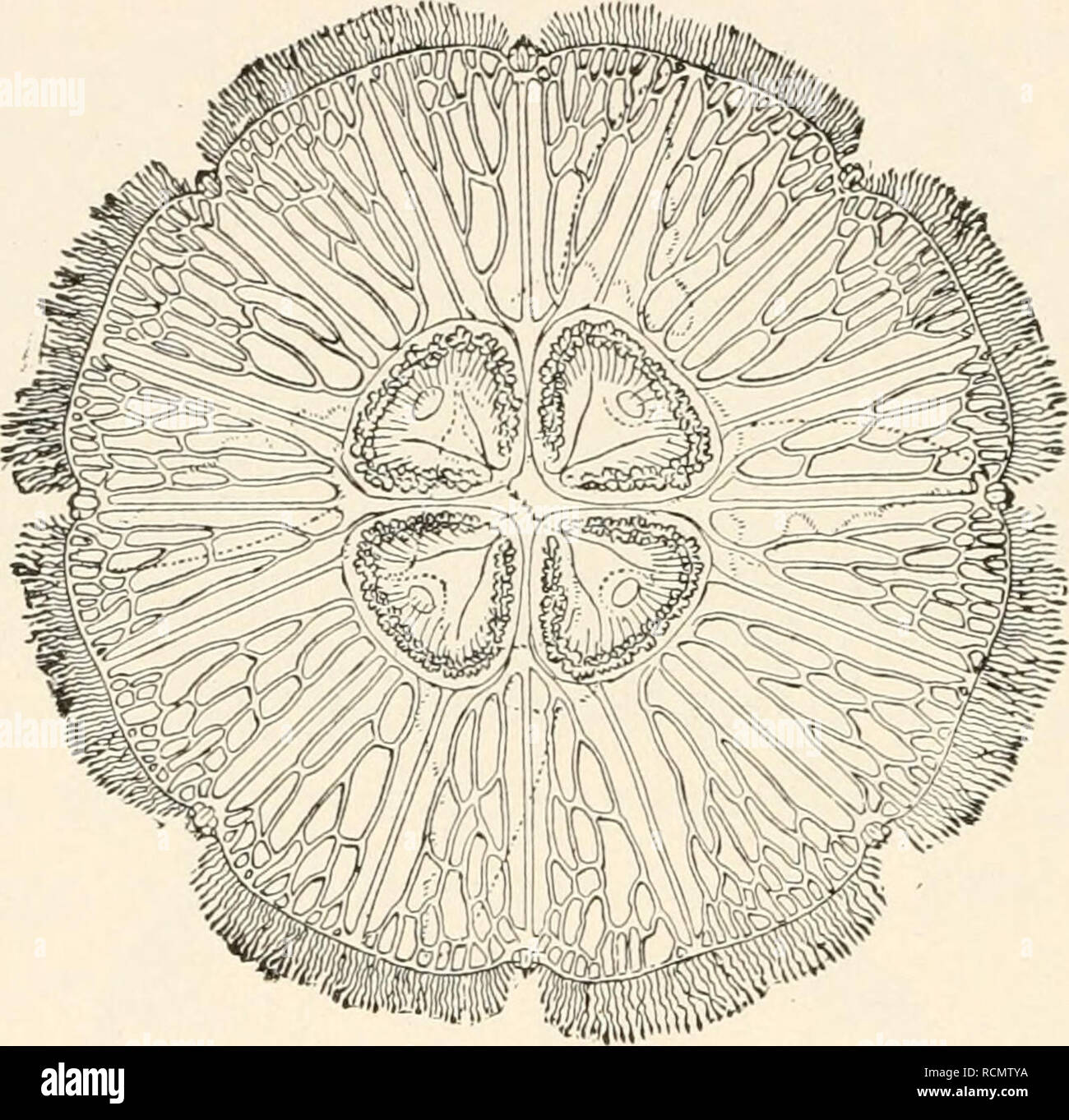 Hydrozoan structure hi-res stock photography and images - Alamy