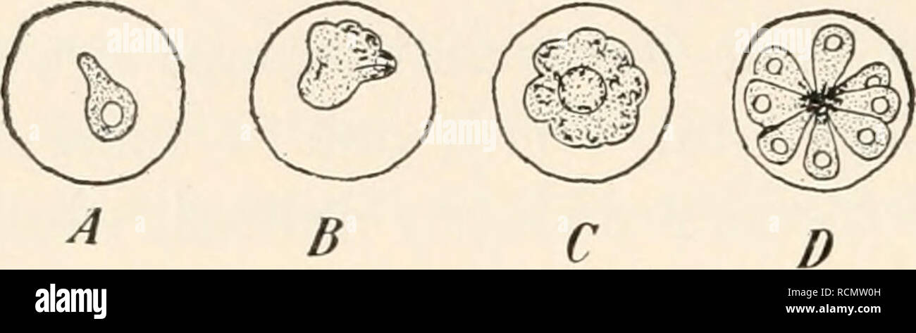 Malaria parasite in blood cells hi-res stock photography and images - Alamy
