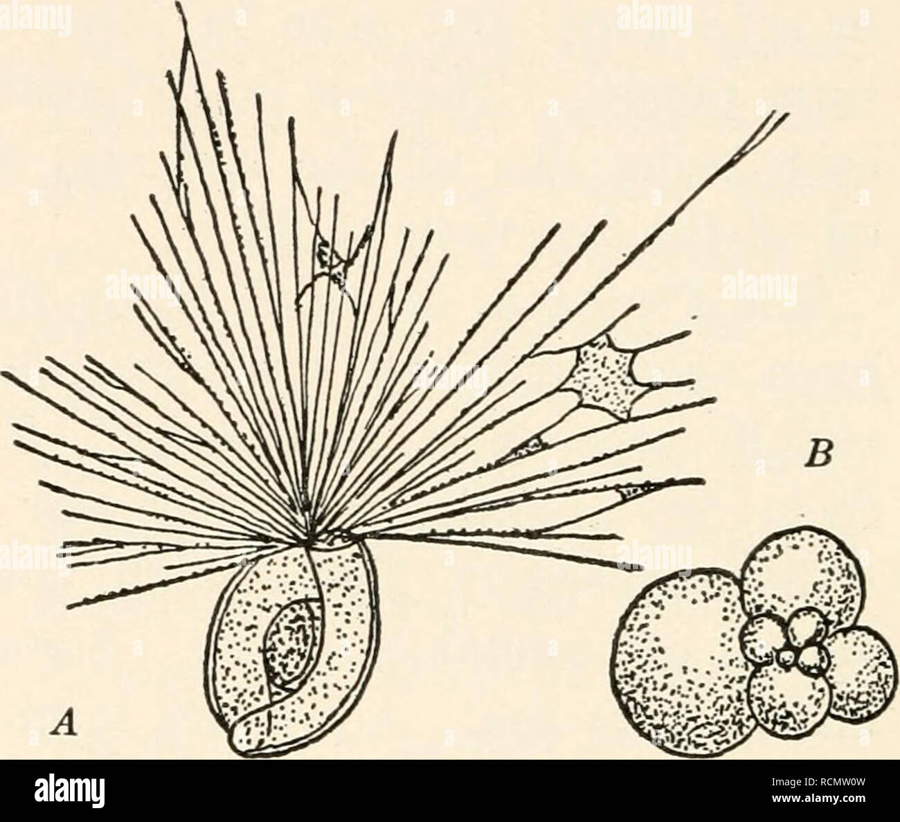 Foraminifera calcareous hi-res stock photography and images - Alamy