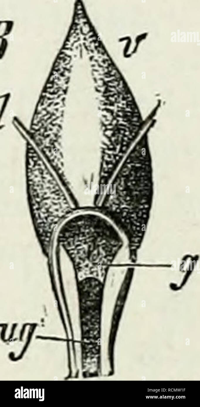 Vesiculae seminales hi-res stock photography and images - Alamy