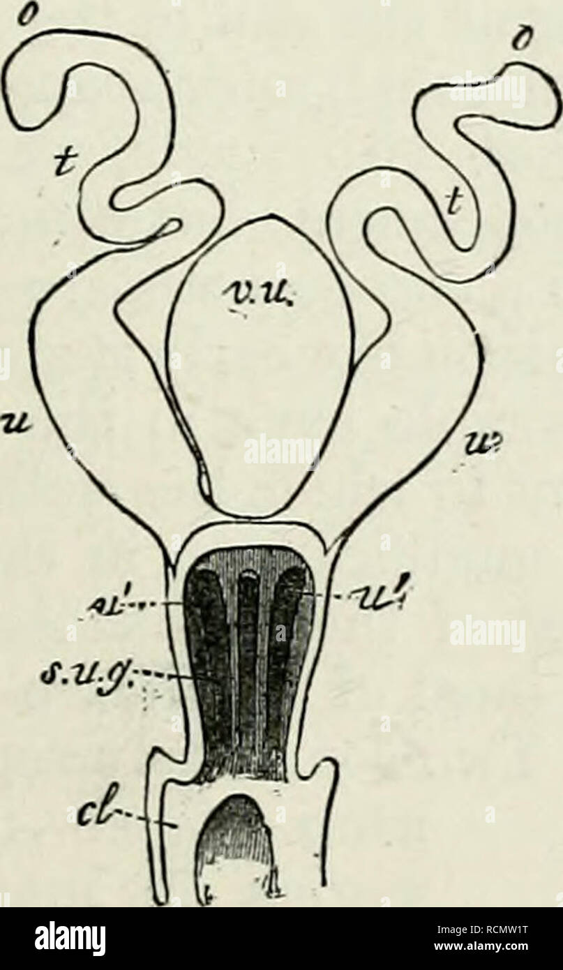Mullerian Duct High Resolution Stock Photography and Images - Alamy