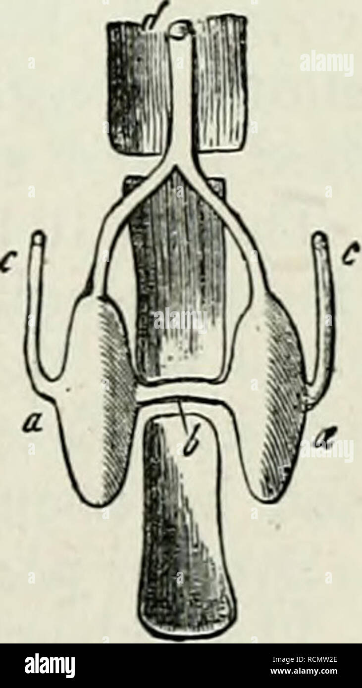 . Elements of Comparative Anatomy. LYMPHATICS OF VERTEBRATA. 599 ...