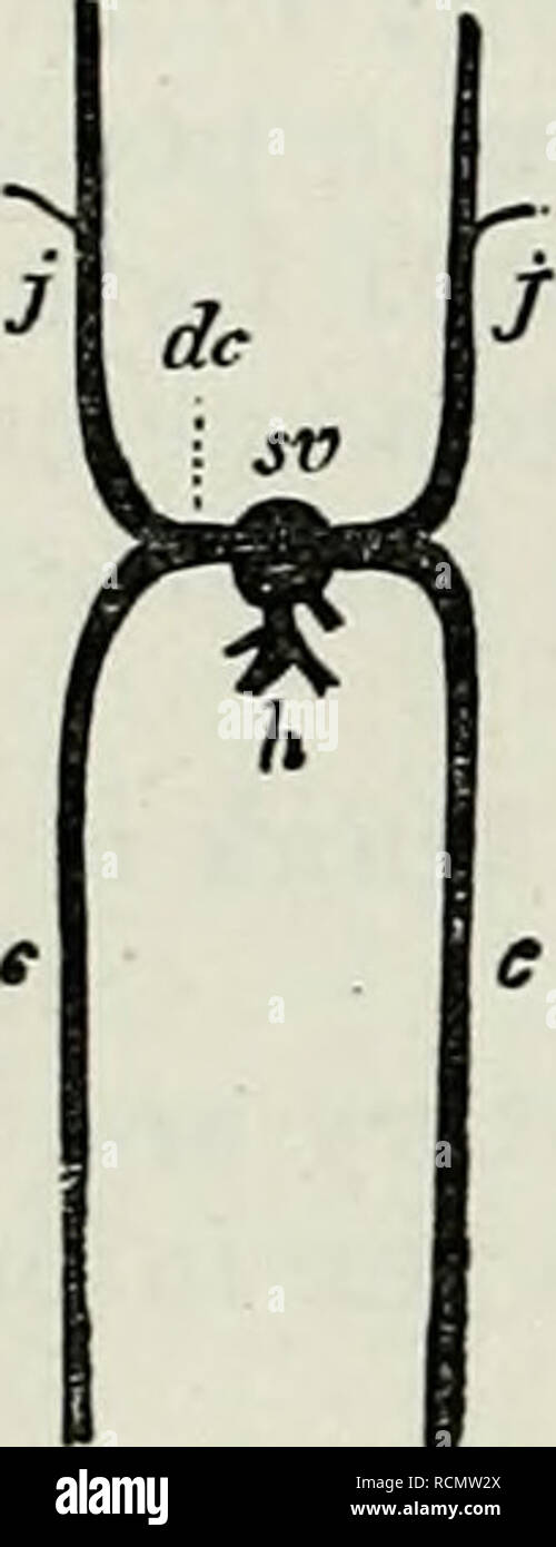 . Elements of Comparative Anatomy. 590 COMPAEATIVE ANATOMY.. veins of ...