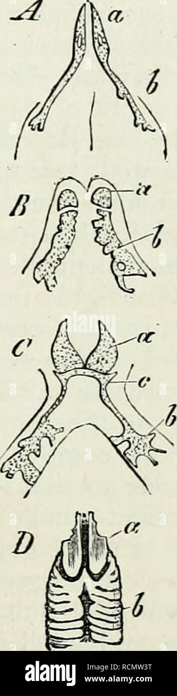 . Elements of Comparative Anatomy. LUNGS OF VERTEBRATA. 569 b) Lungs ...