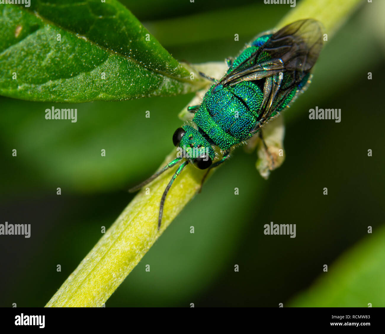 Dorsal view of a beautiful metallic green and blue Cuckoo Wasp resting ...