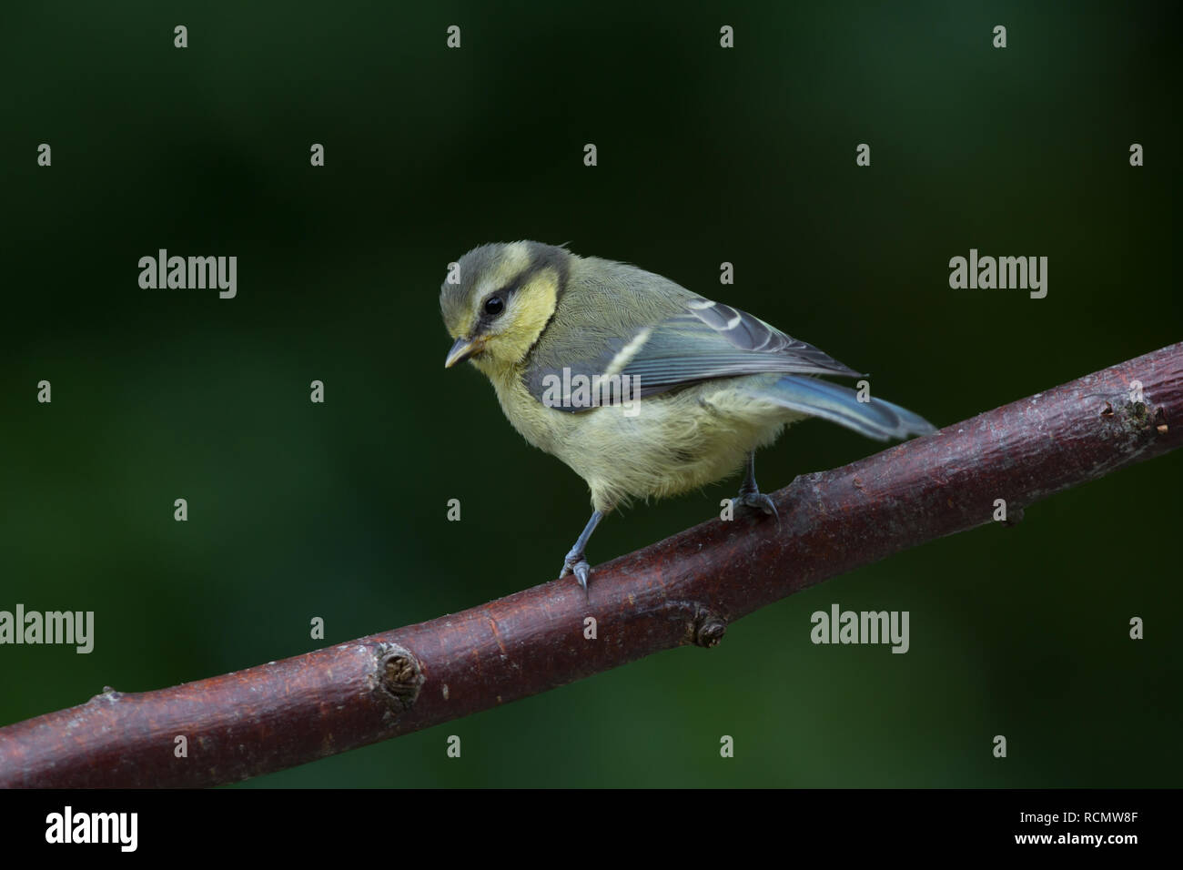 Blue Tit. Cyanistes caeruleus. Single bird one legged bird on feeder ...