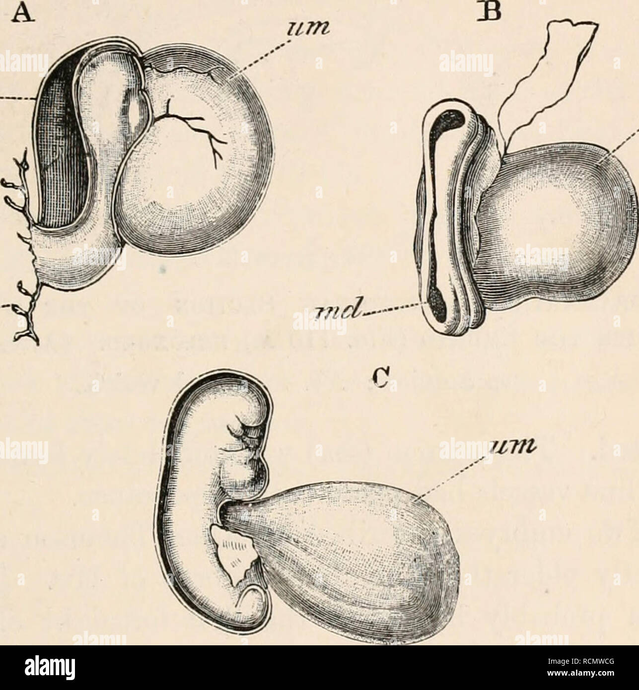 . The elements of Embryology. Embryology. X.] THE HUMAN EMBRYO. Fig ...