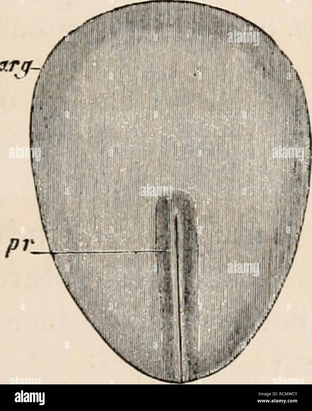 . The elements of Embryology. Embryology. ..] PRIMITIVE STREAK. 319 ...