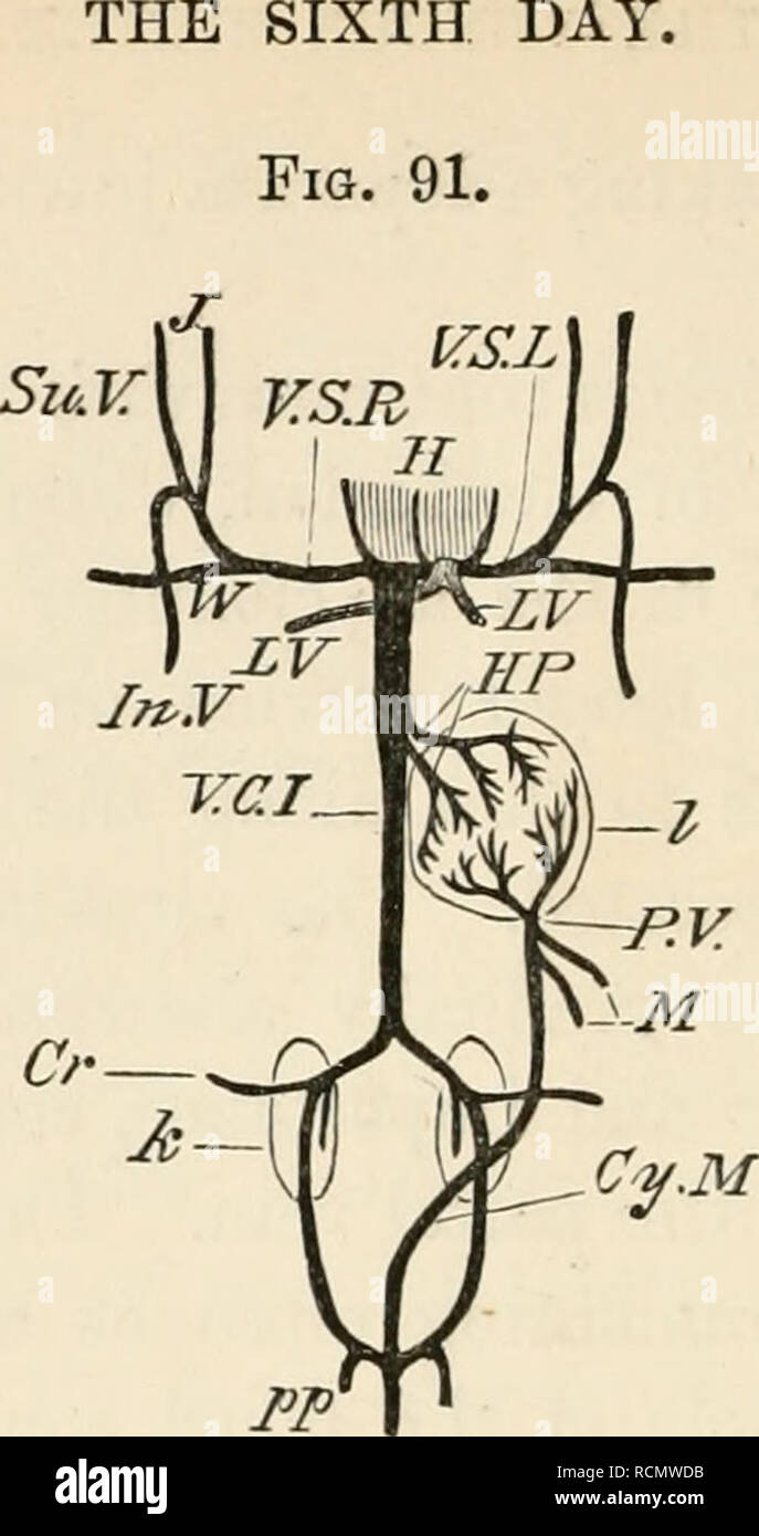 . The elements of Embryology. Embryology. 290. [chap. C.K Diagram op ...