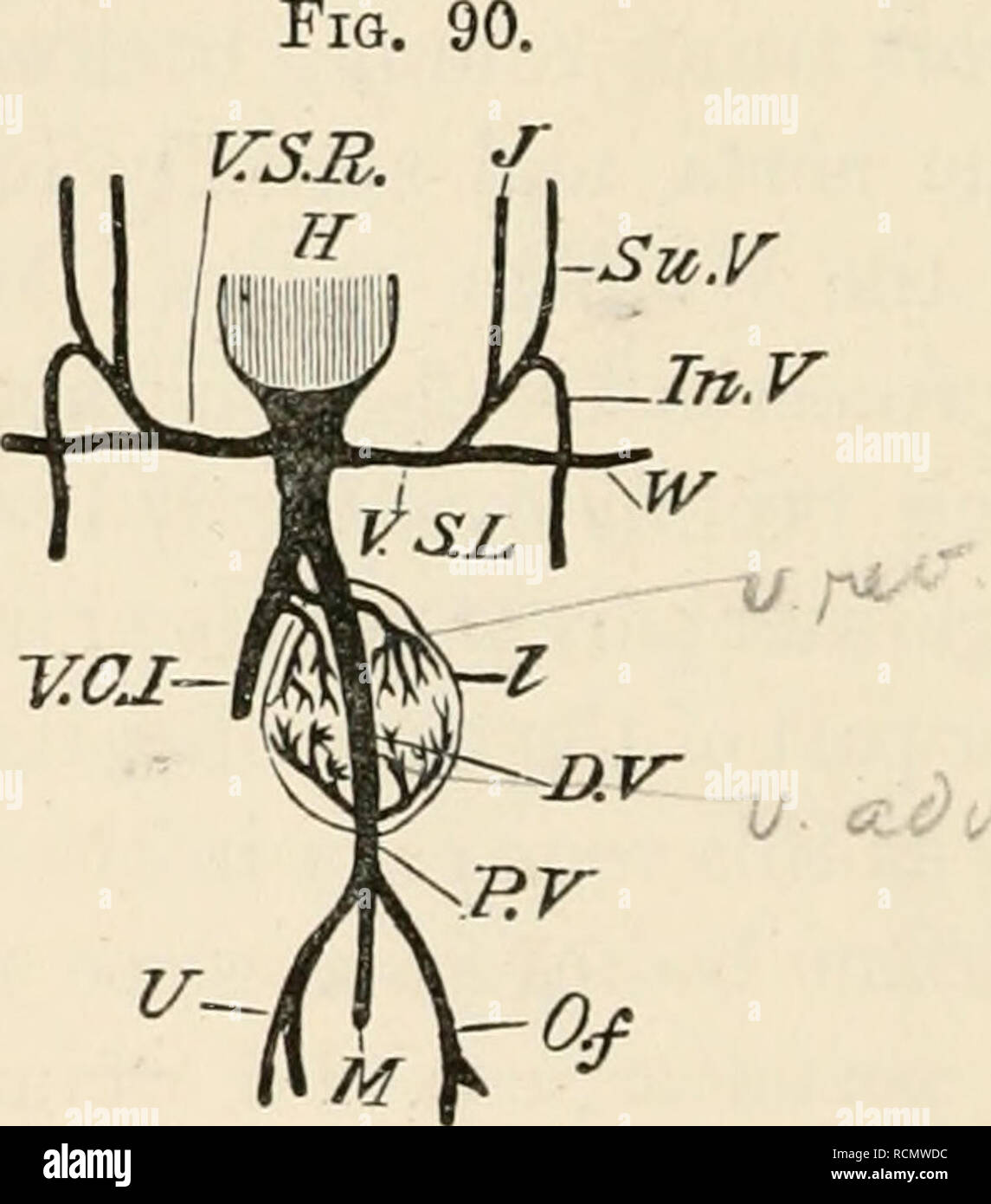 . The elements of Embryology. Embryology. 286 THE SIXTH DAY. ["CHAP ...