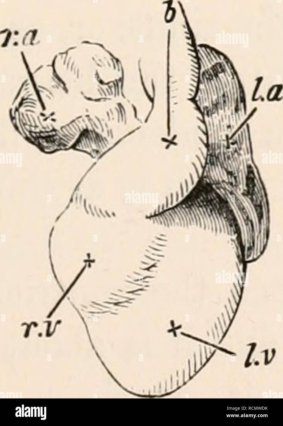 . The elements of Embryology. Embryology. VIII.] THE BULBUS ARTERIOSUS ...