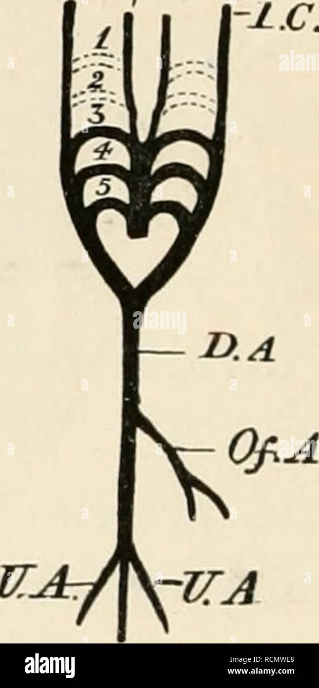 . The elements of Embryology. Embryology. 22G THE FOURTH DAY. [CHAP ...