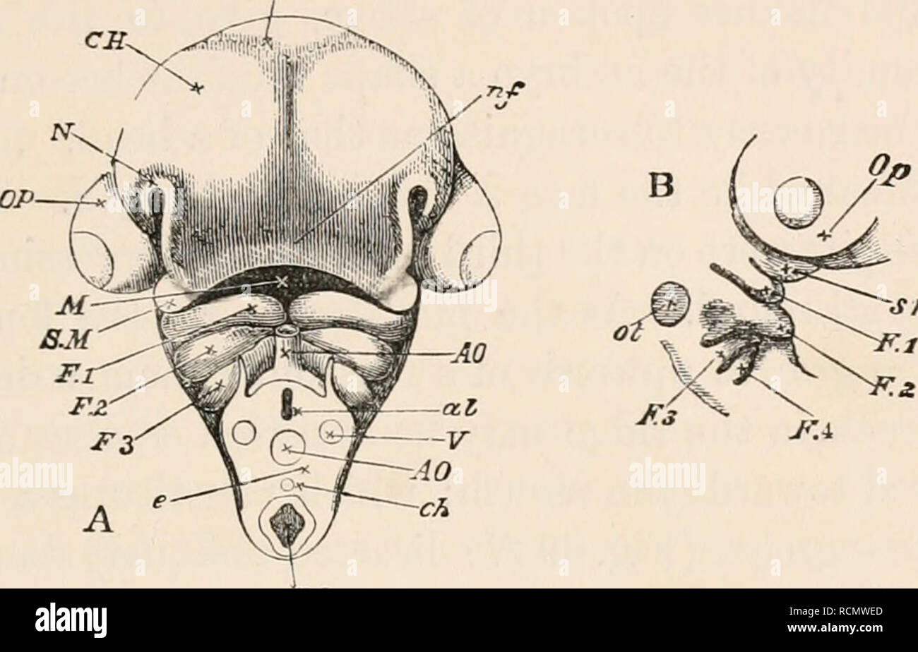 Maxillary Process Embryology