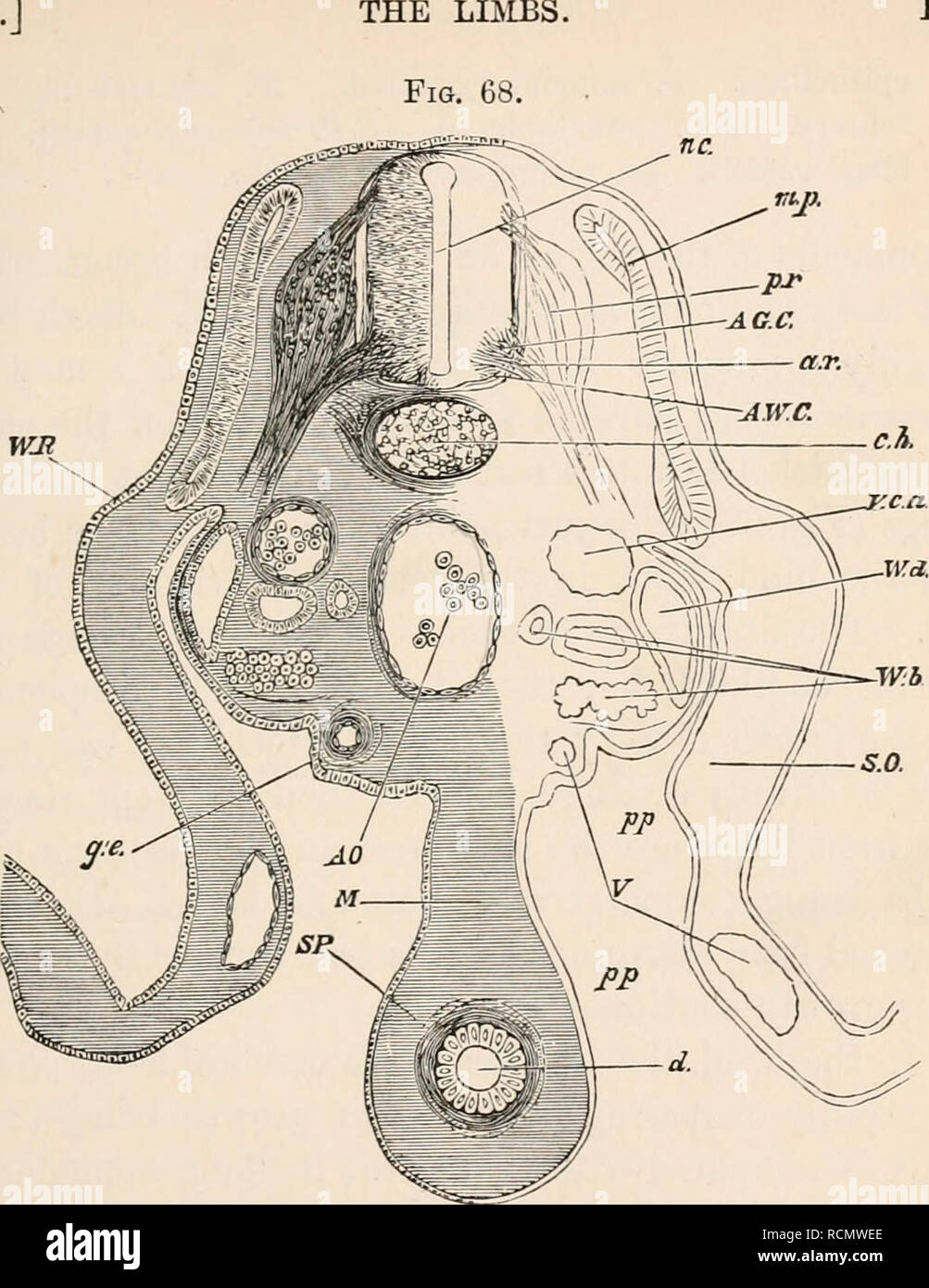 . The elements of Embryology. Embryology. VII.]. 199 Section through ...