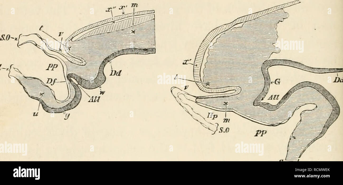 . The elements of Embryology. Embryology. 184 THE THIRD DAY. Fig. 63 ...