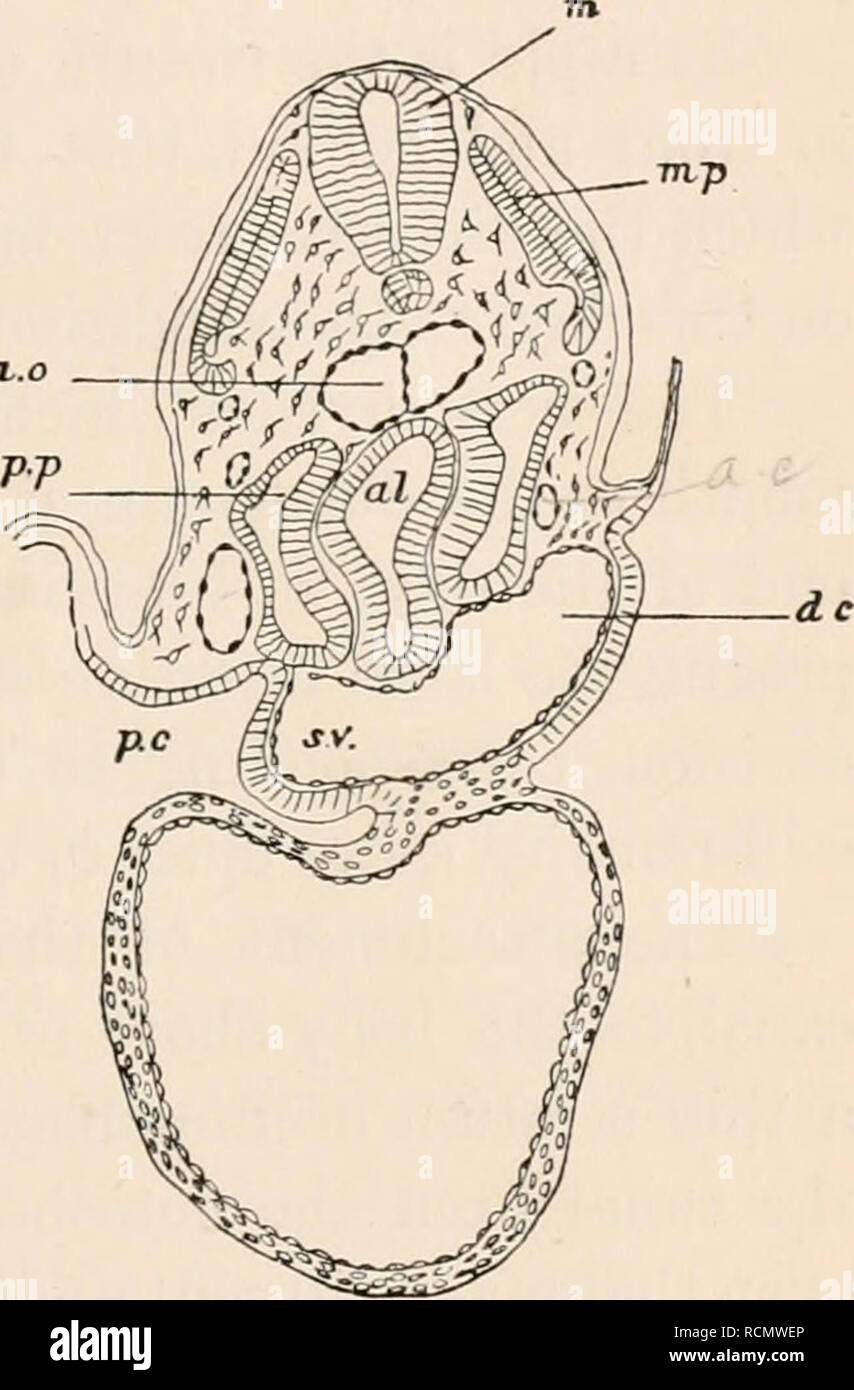 . The elements of Embryology. Embryology. B.. Transverse Sections ...