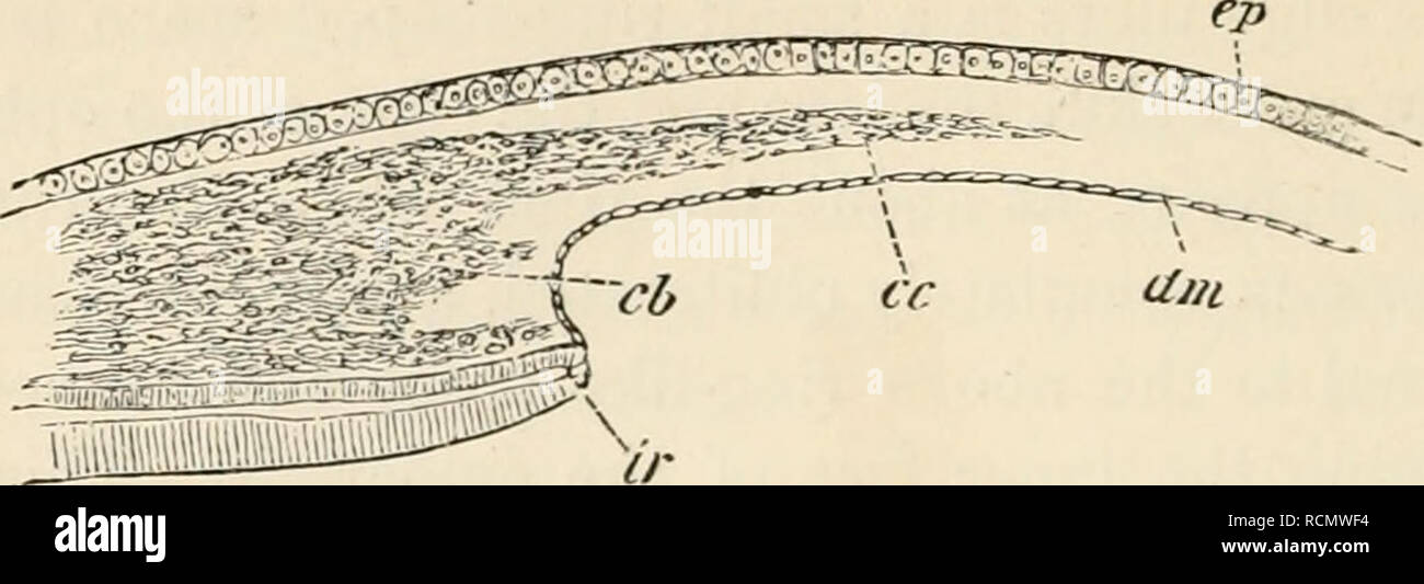 Corneal layer hi-res stock photography and images - Alamy