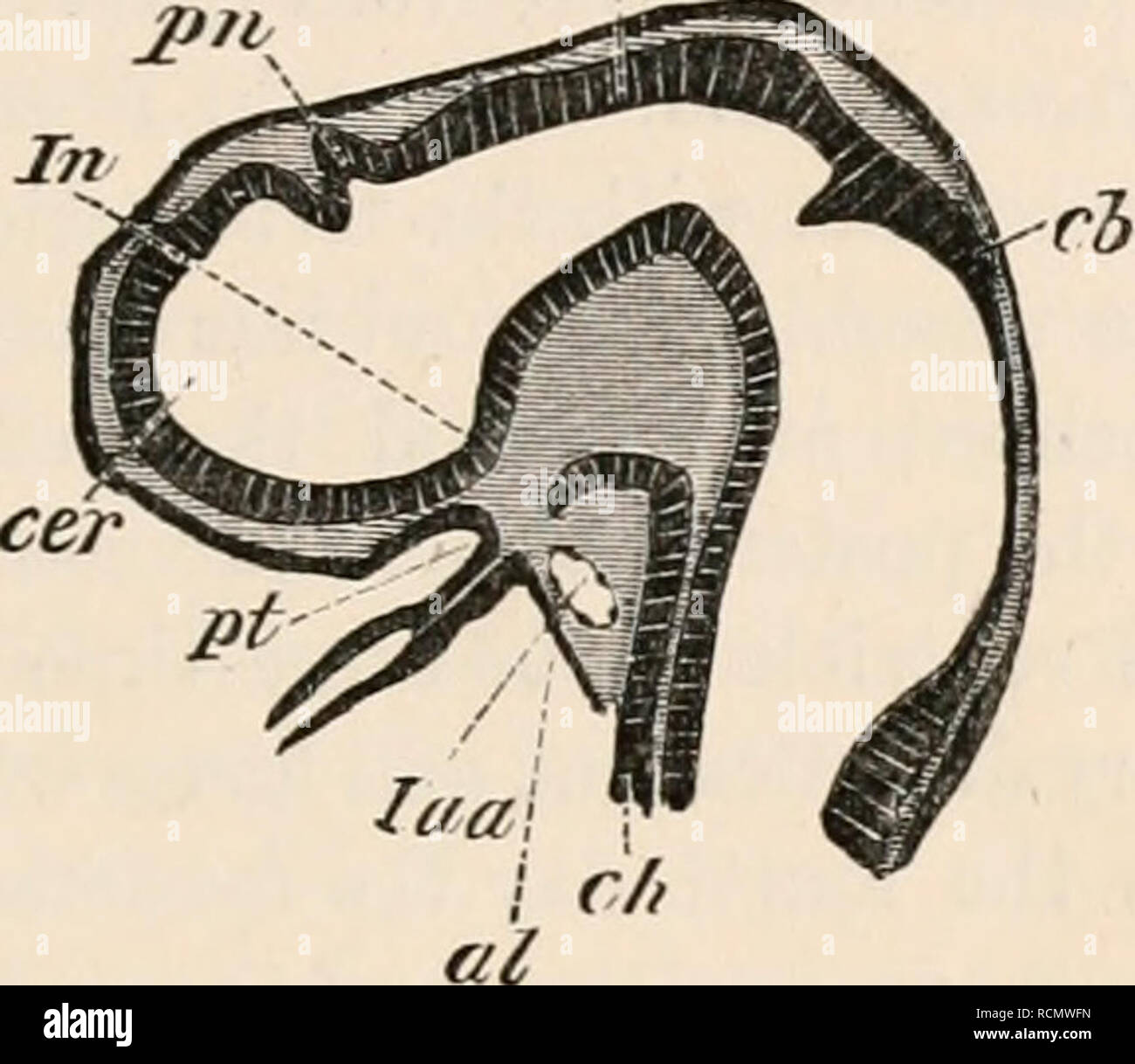 . The elements of Embryology. Embryology. VI.] THE PITUITARY BODY. 119 ...