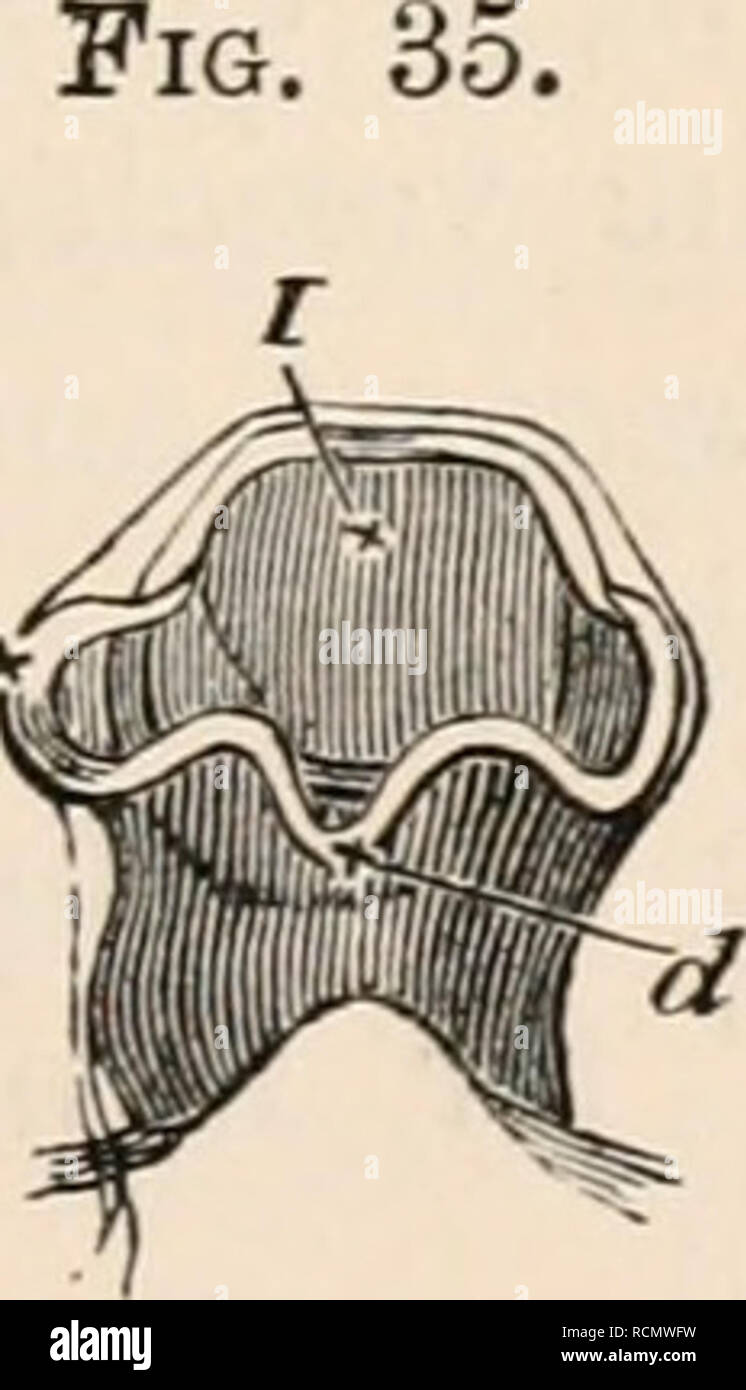 . The elements of Embryology. Embryology. v.] THE BRAIN. 99 A. epiblast ...
