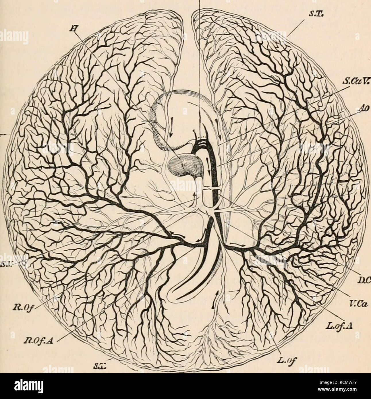 . The elements of Embryology. Embryology. vi.l THE VASCULAR AREA Fig ...