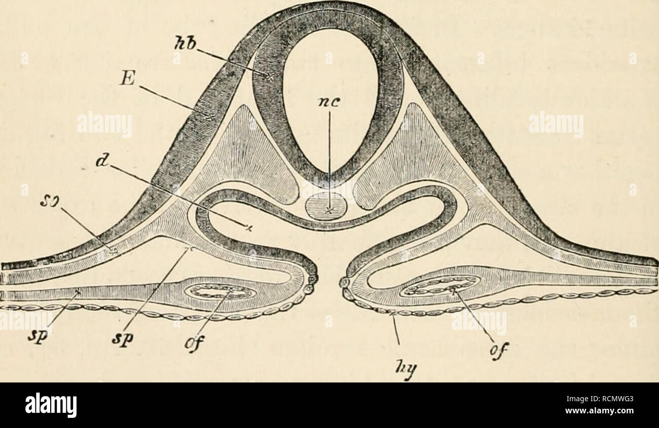 . The elements of Embryology. Embryology. Two Diagrammatic Sections of ...