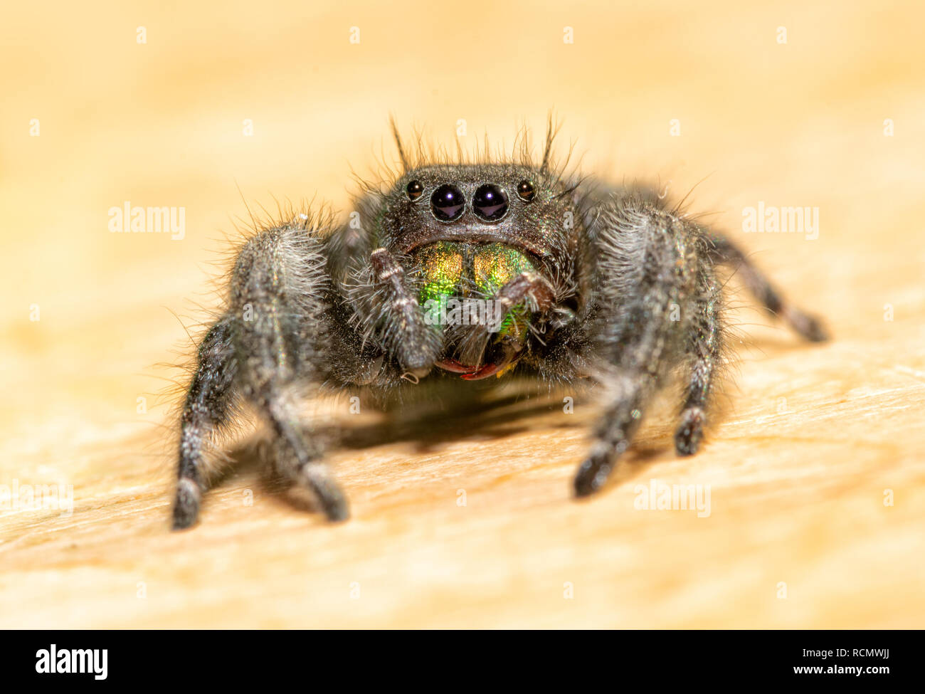 Daring Jumping Spider Fangs