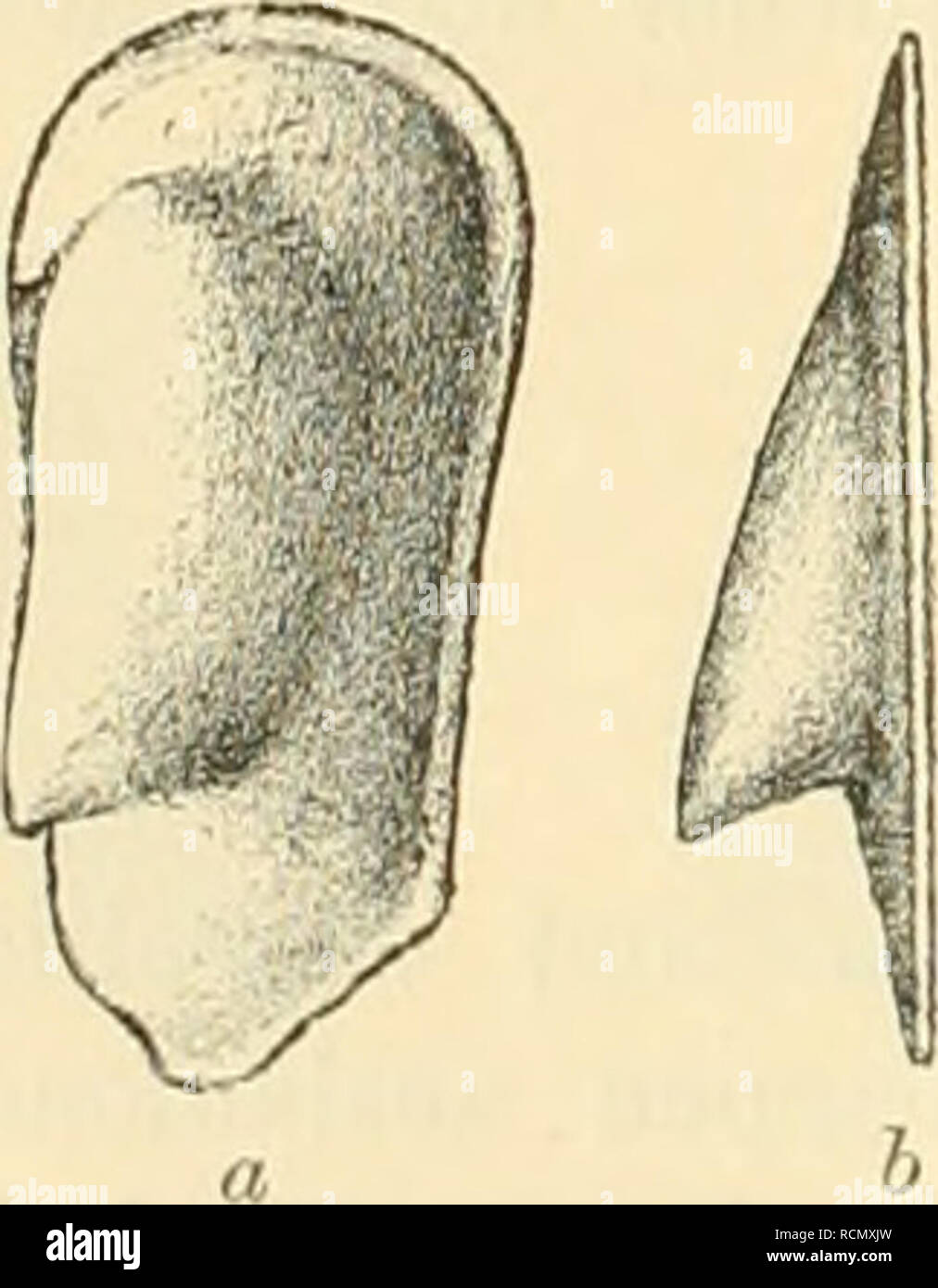 . Die crustaceen der b©hmischen kreideformation. Crustacea, Fossil ...