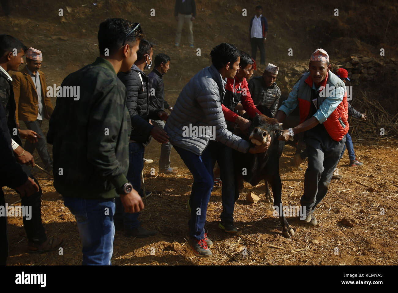 Sankranti bull hi-res stock photography and images - Alamy