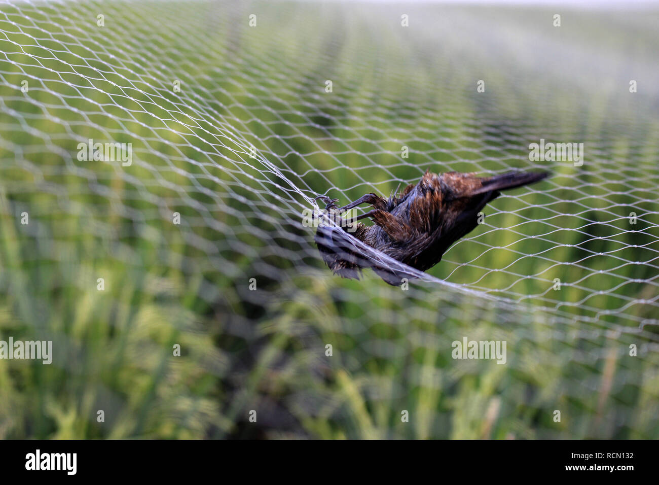 Trapped in a net hi-res stock photography and images - Alamy