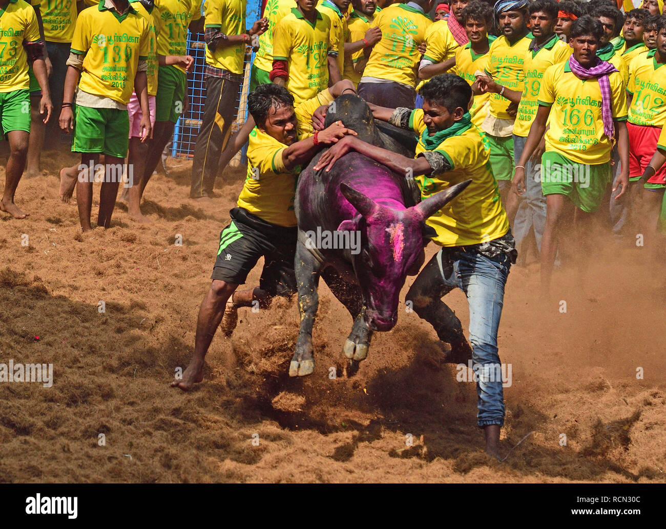 Avaniyapuram, Tamil Nadu, India. 15th Jan, 2019. Tamil Nadu is hosting ...
