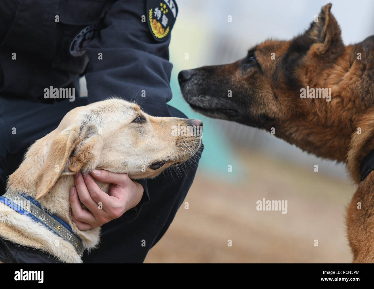 Do Navy Seal Dogs Have Titanium Teeth