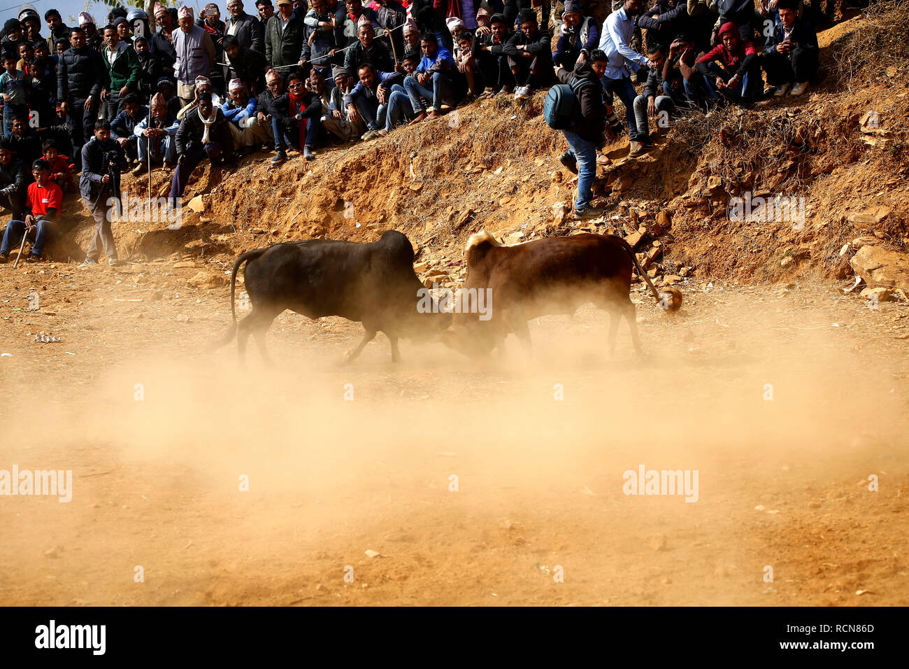 Bulls seen fighting during the festival organized to mark Maghe ...