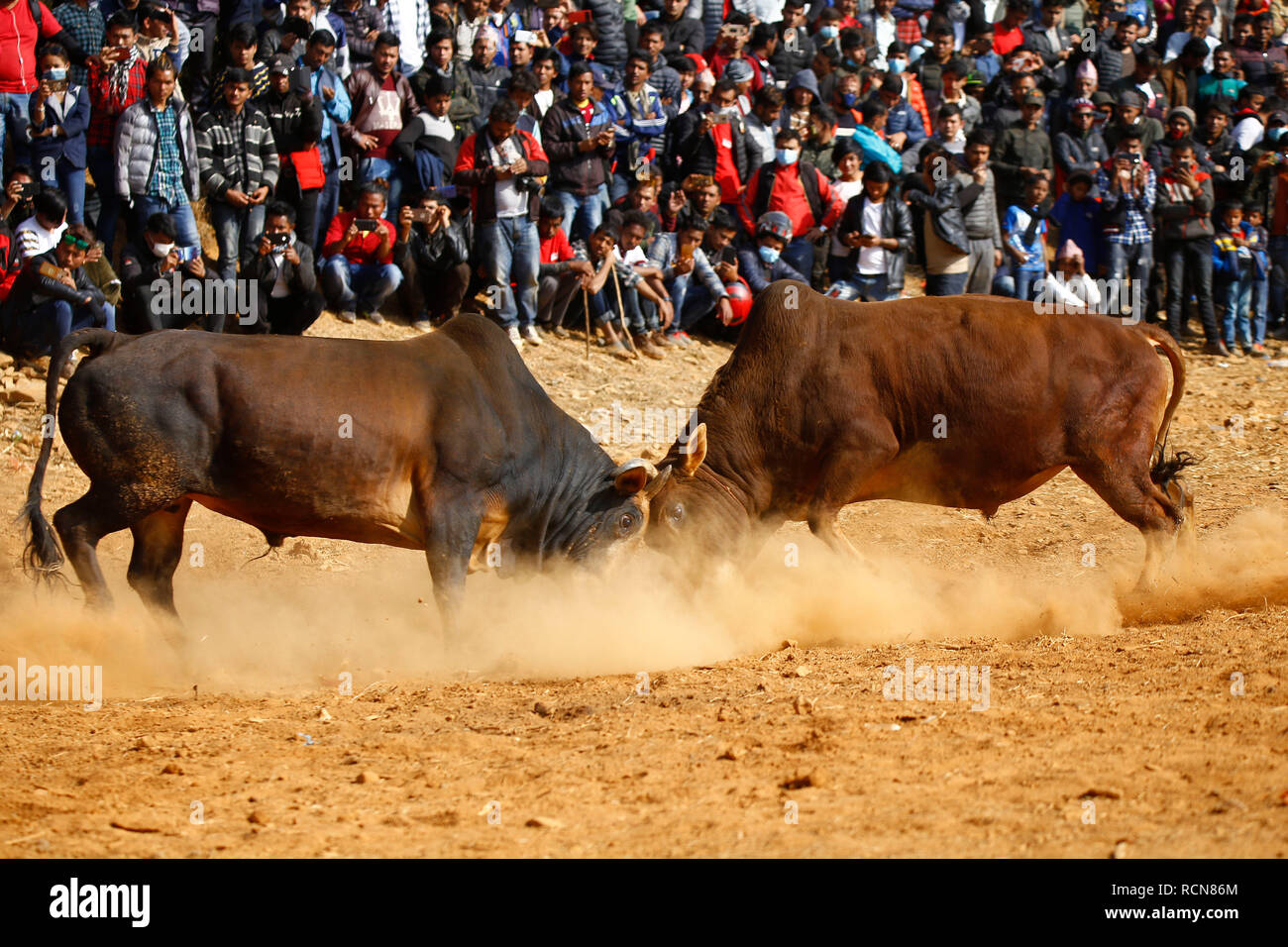 Sankranti bull hi-res stock photography and images - Alamy
