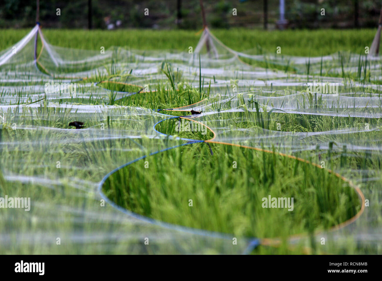 Rice pest hi-res stock photography and images - Alamy