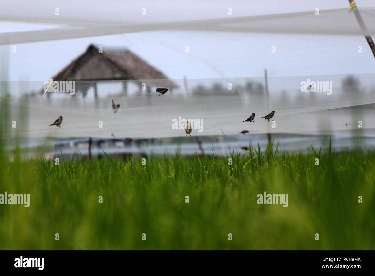 Rice pest hi-res stock photography and images - Alamy