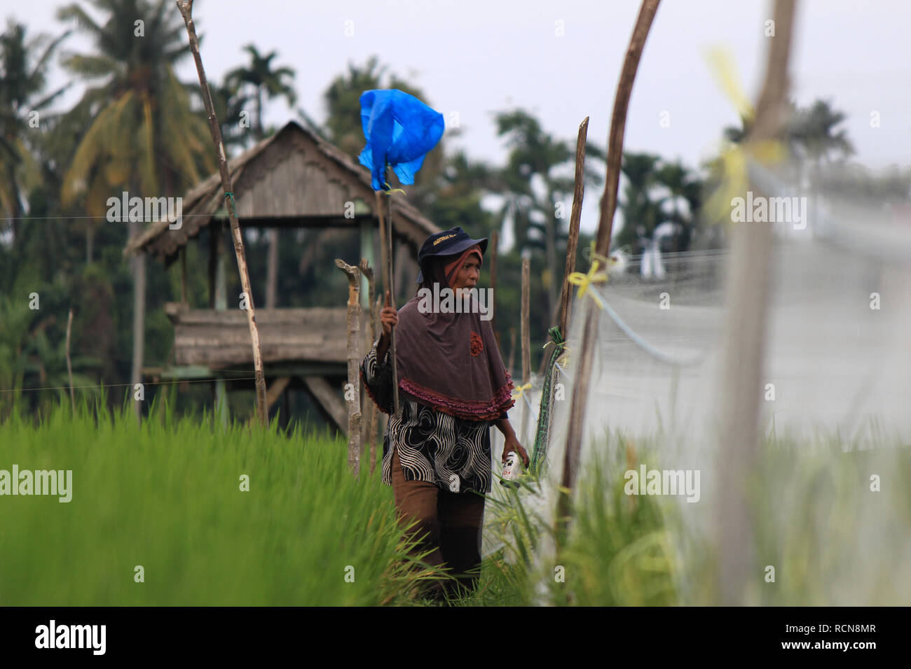A farmer seen looking out for trapped birds on a net over his field ...