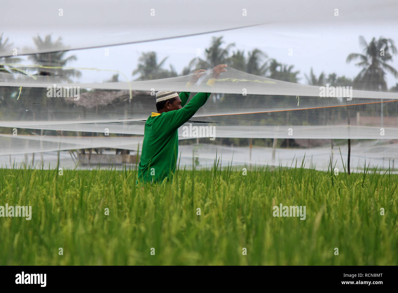 A farmer seen looking out for trapped birds on a net over his field ...