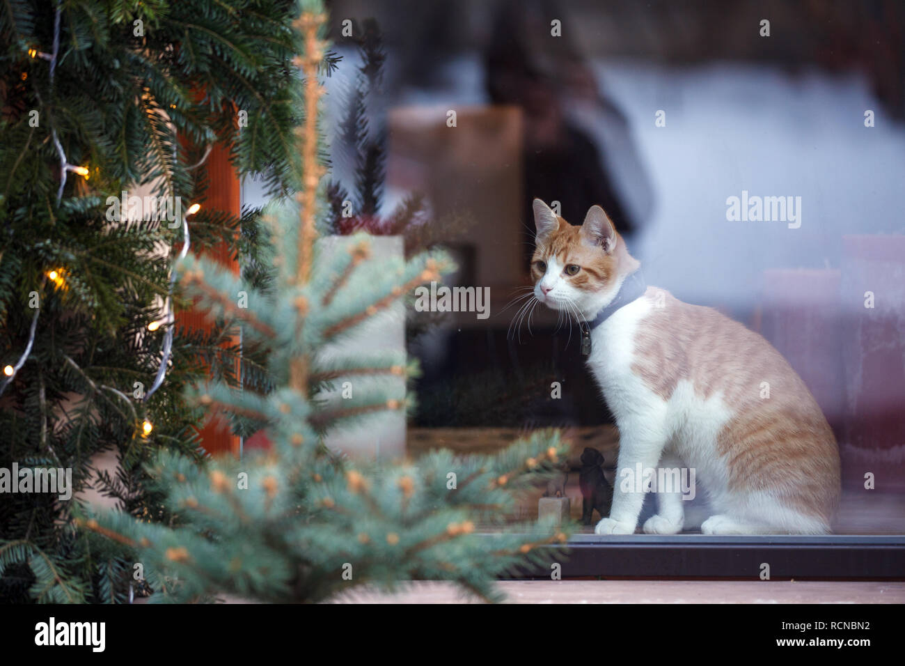 Domestic cat sitting in shop window. Small business ideas, attracting ...