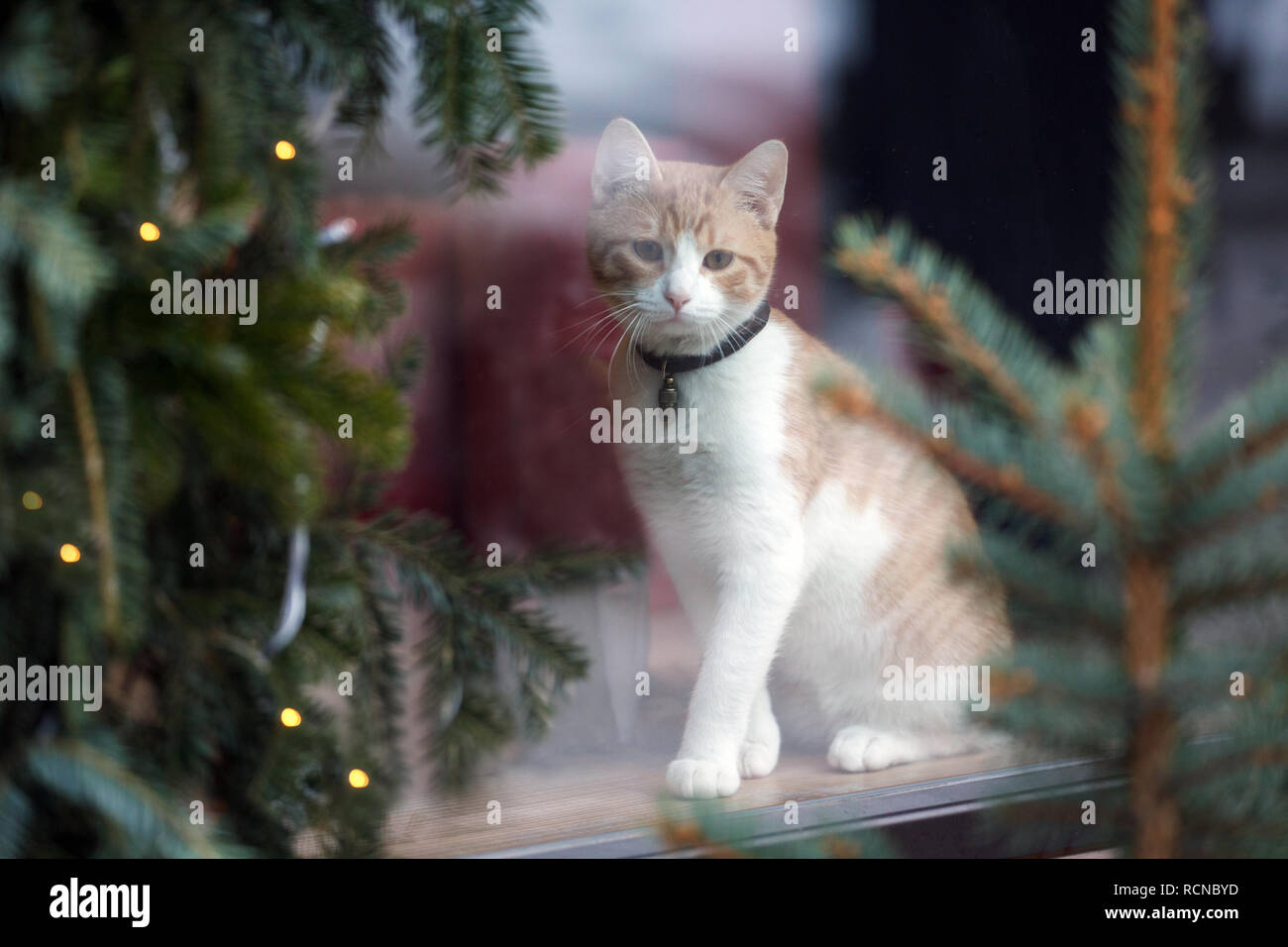 Domestic cat sitting in shop window. Small business ideas, attracting ...